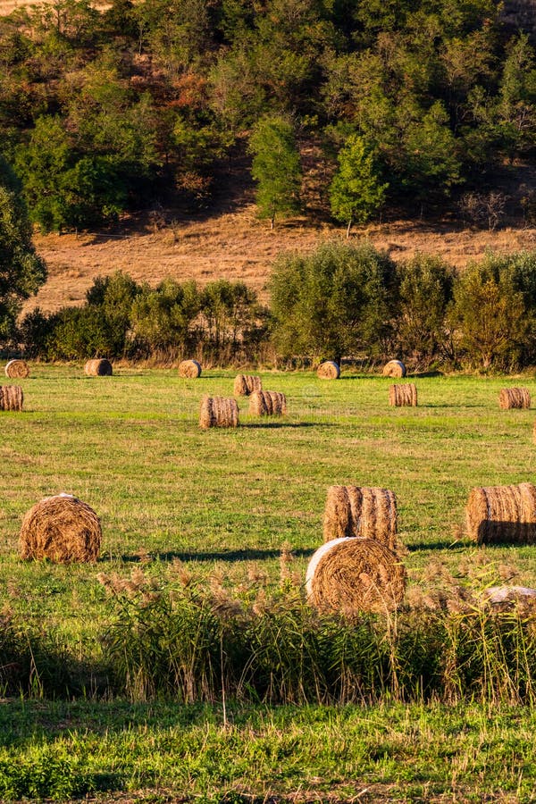Golden Hay Bales. Agricultural Parcels of Different Crops and Hay Roll ...