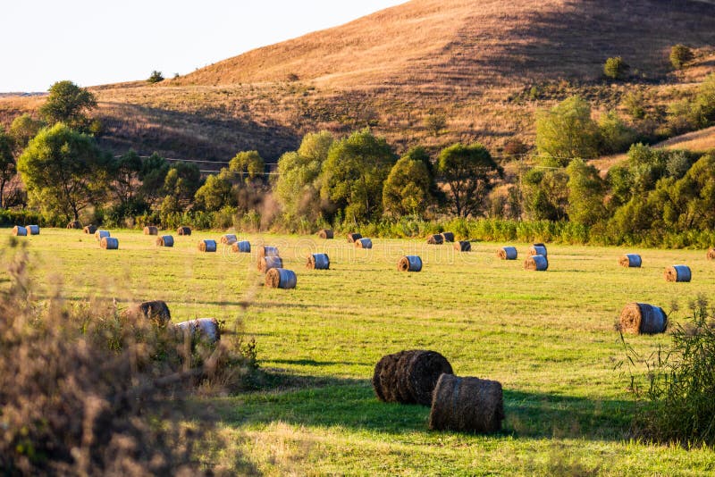 Golden Hay Bales. Agricultural Parcels of Different Crops and Hay Roll ...