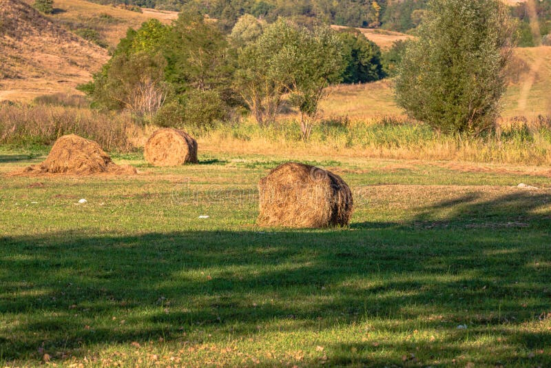 Golden Hay Bales. Agricultural Parcels of Different Crops and Hay Roll ...