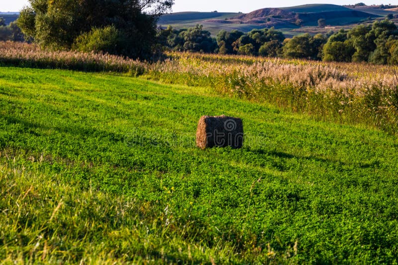 Golden Hay Bales. Agricultural Parcels of Different Crops and Hay Roll ...