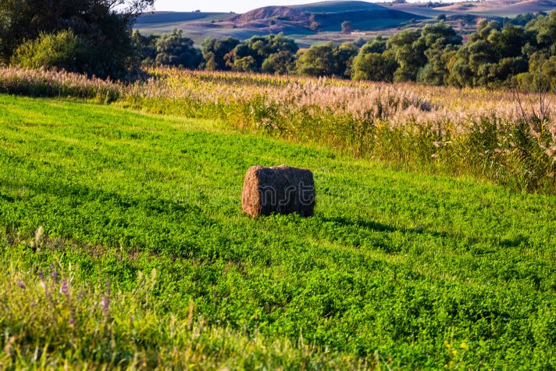 Golden Hay Bales. Agricultural Parcels of Different Crops and Hay Roll ...