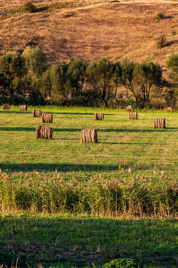 Golden Hay Bales. Agricultural Parcels of Different Crops and Hay Roll ...