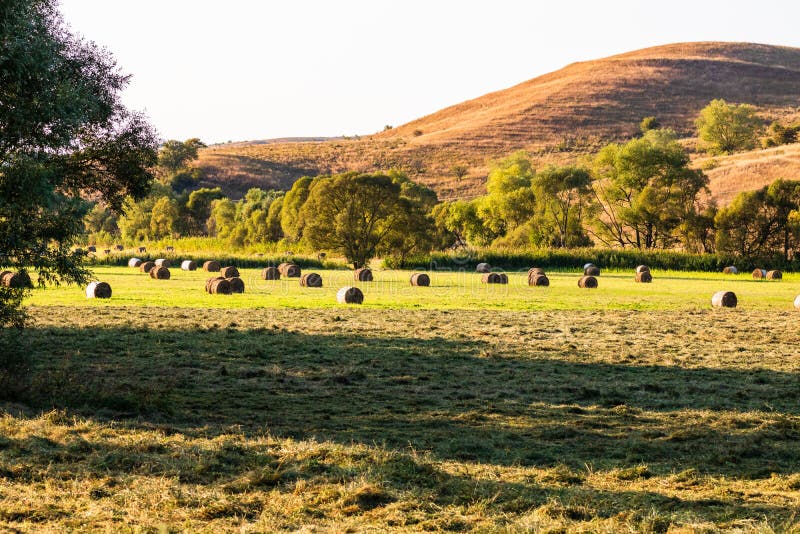 Golden Hay Bales. Agricultural Parcels of Different Crops and Hay Roll ...