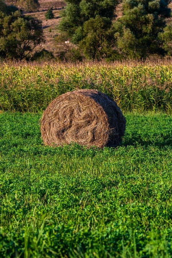 Golden Hay Bales. Agricultural Parcels of Different Crops and Hay Roll ...