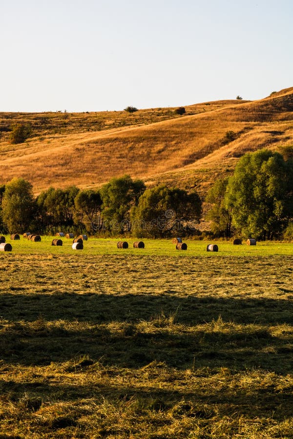Golden Hay Bales. Agricultural Parcels of Different Crops and Hay Roll ...