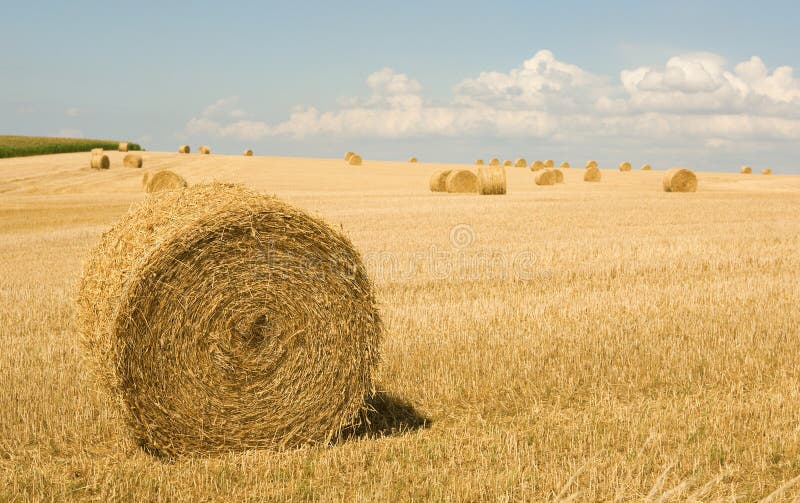 Golden Hay Bales in Countryside Stock Image - Image of harvest ...
