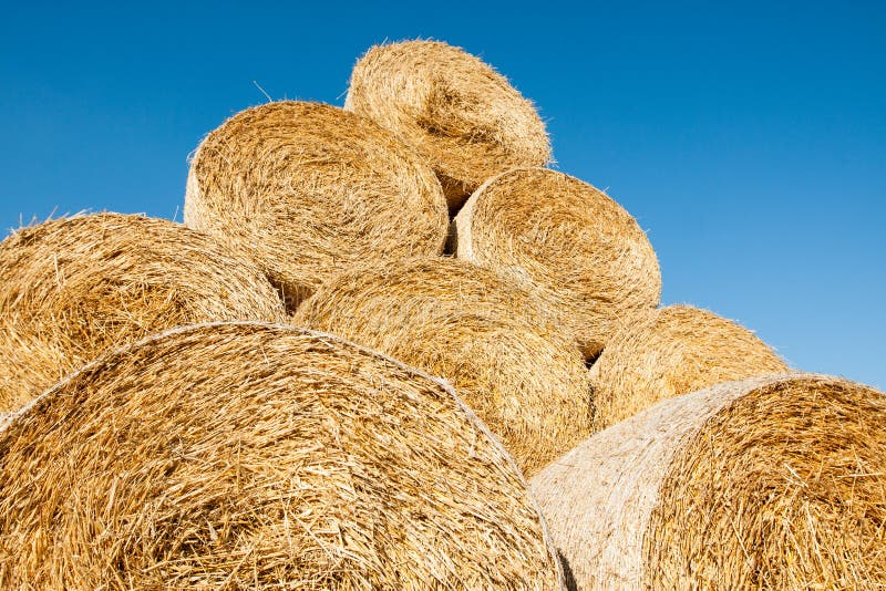 Golden hay bales harvested stock photo. Image of straw - 34183894