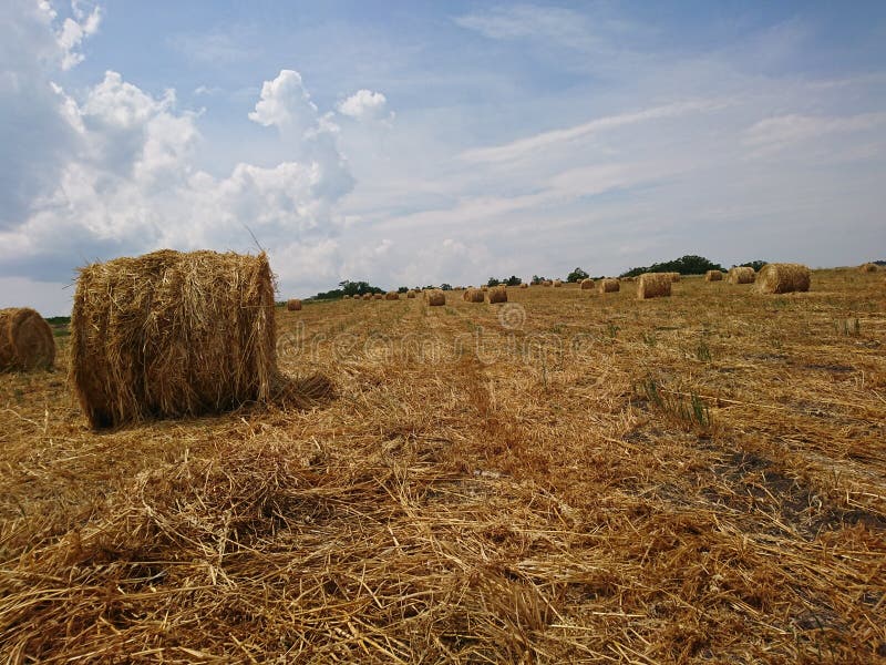 Golden Hay Field with Different Straw Shades Stock Photo - Image of ...