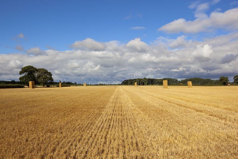 Golden hay stacks stock image. Image of nature, farming - 75814375