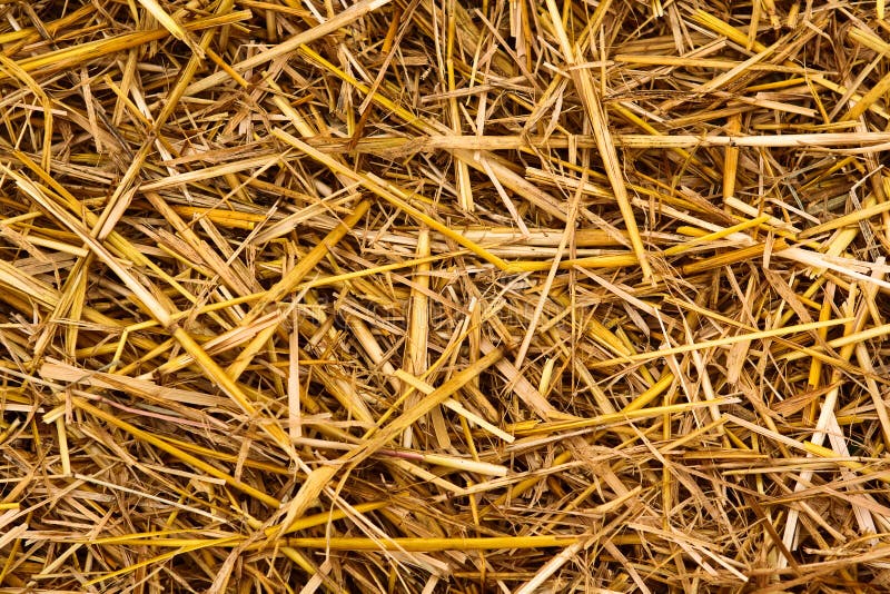 Golden hay straw texture stock image. Image of farmland - 45786637