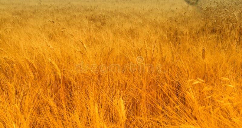 Golden Hayfield stock image. Image of august, bales, farmland - 97036907