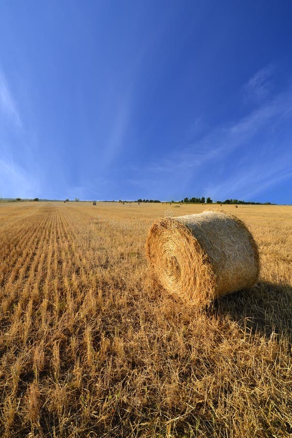 Golden haystack stock photo. Image of ground, farming - 32557704