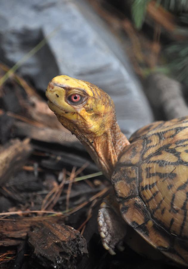 Golden Head on an Eastern Box Turtle Stock Image - Image of pattern ...