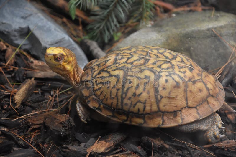 Golden Headed Eastern Box Turtle in the Wild Stock Image - Image of ...