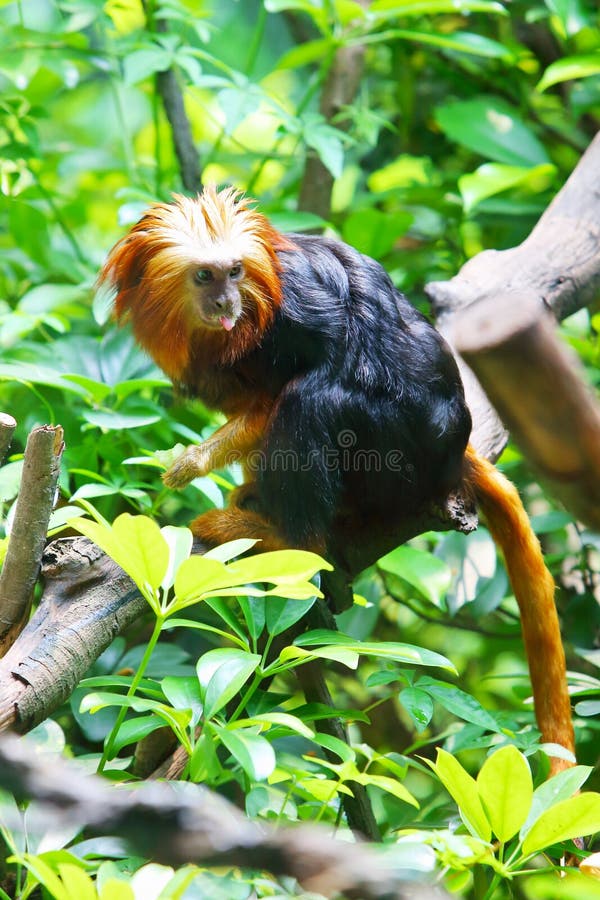 The Golden Headed Lion Faced Marmoset (Leontopithecus Chrysomelas ...