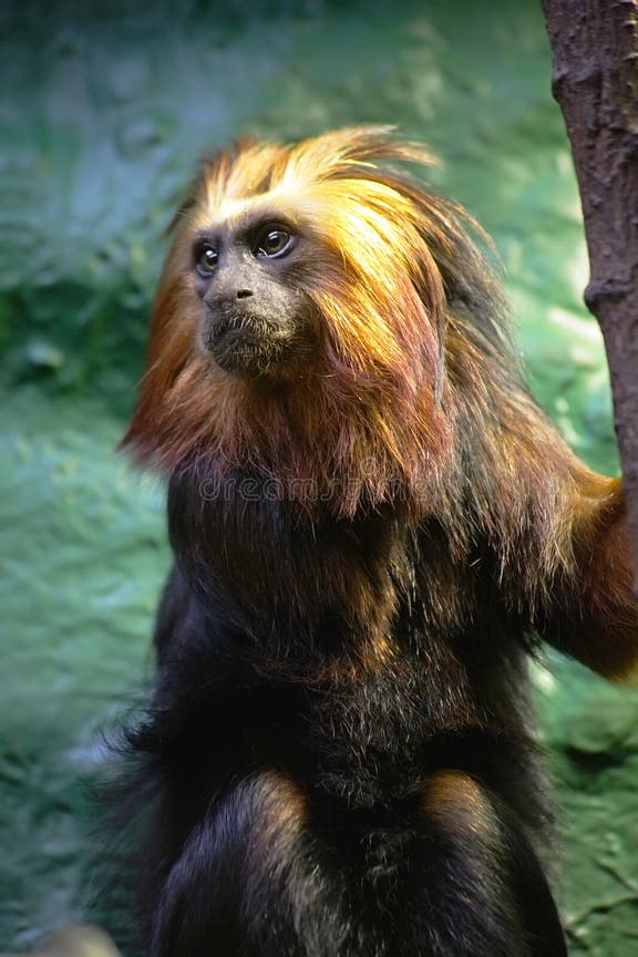 3,263 Golden Headed Tameran Stock Photos - Free & Royalty-Free Stock ...