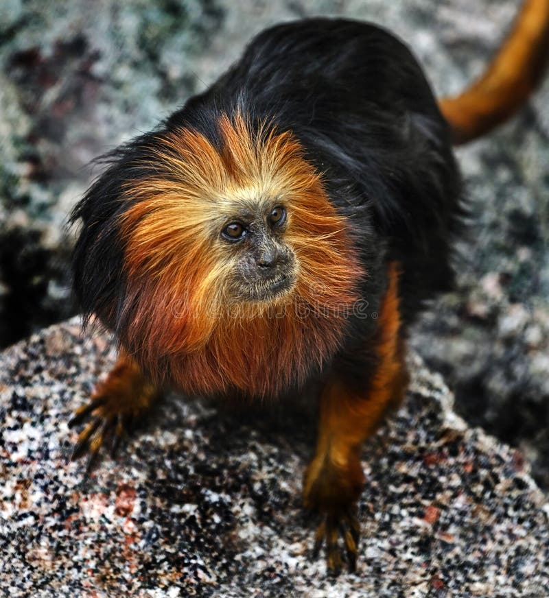 Golden-headed Lion Tamarin 5 Stock Image - Image of tail, nimble: 165737885