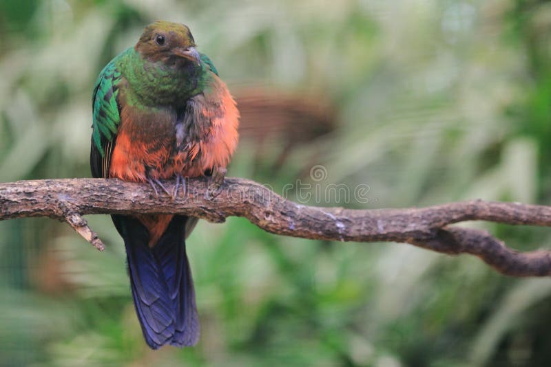Golden-headed quetzal stock photo. Image of bird, colorful - 53028604