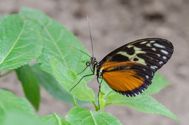 Golden Helicon butterfly stock image. Image of colorful - 37261607