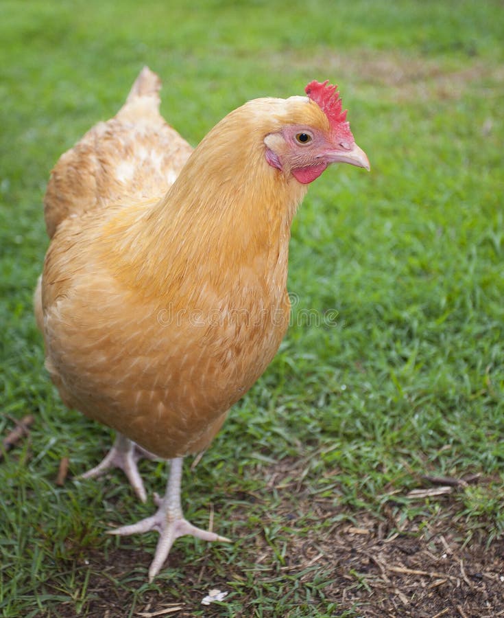 Yellow chicken stock image. Image of feathers, farm, beak - 68744155