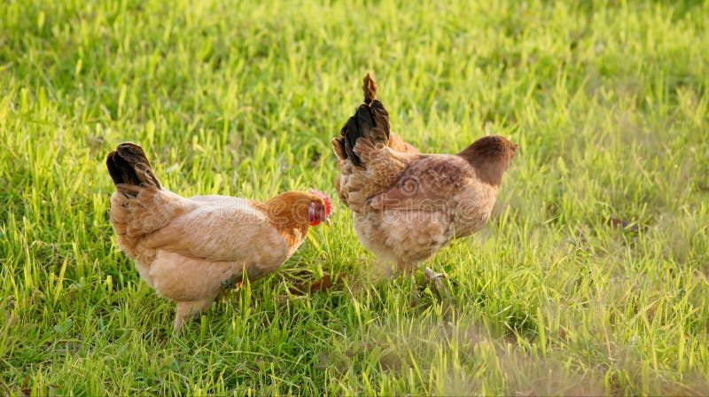 Hens in Field Organic Farm. Free Range Chickens on a Lawn Stock Photo ...
