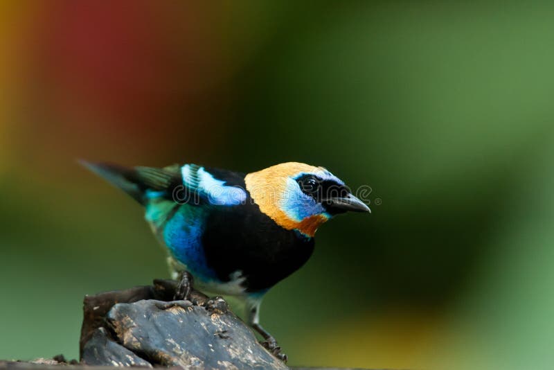 Golden Hooded Tanager stock image. Image of animal, tropics - 28259125