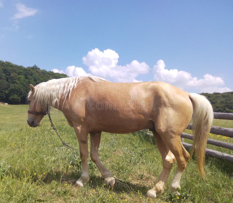 Golden horse stock photo. Image of animal, stallion, golden - 79788382