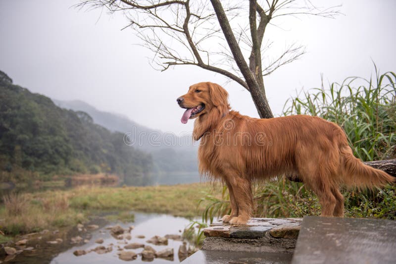 The Golden Hound in the Suburbs Stock Photo - Image of outdoors ...