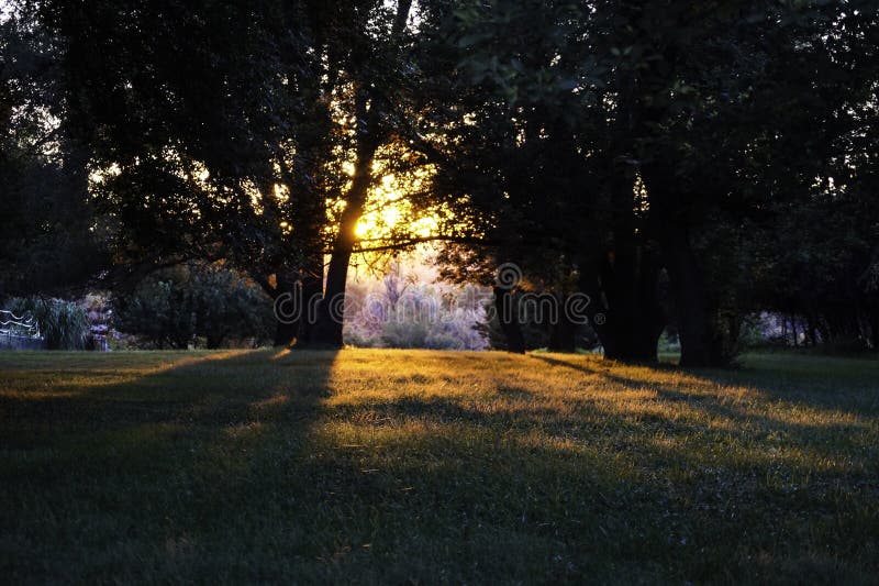 Golden Hour in the Back Forest Stock Photo - Image of orange, sunset ...