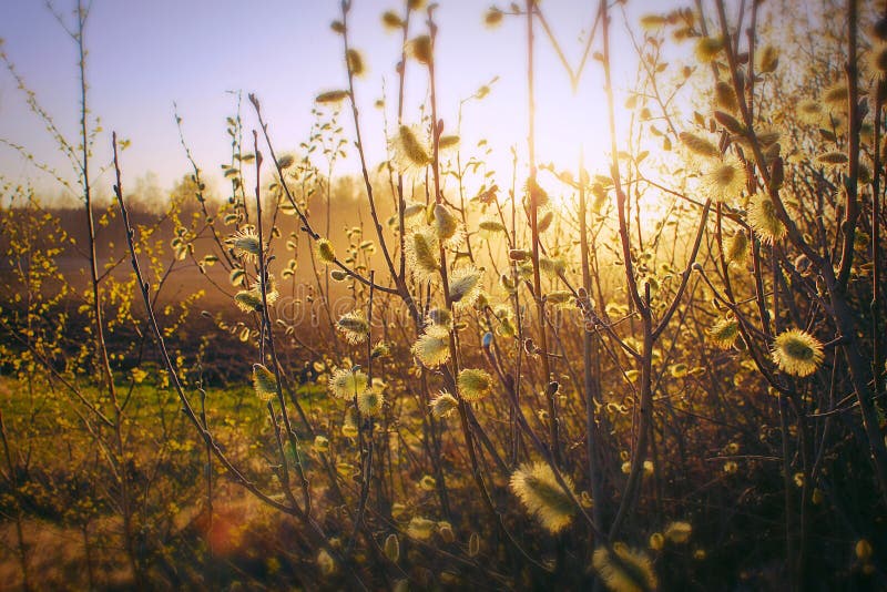 Golden hour stock image. Image of trees, golden, summer - 58200163