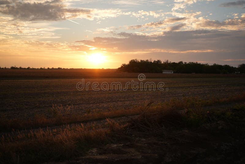 Golden Hour in a Field with Some Trees Stock Image - Image of ...