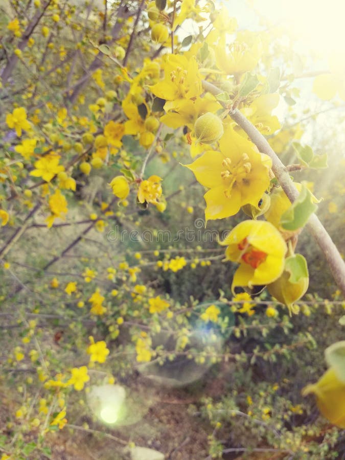 Golden hour stock photo. Image of nature, natural, flowers - 121315528