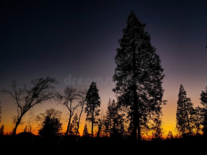Golden Hour in the Forest stock photo. Image of cloud - 271726764