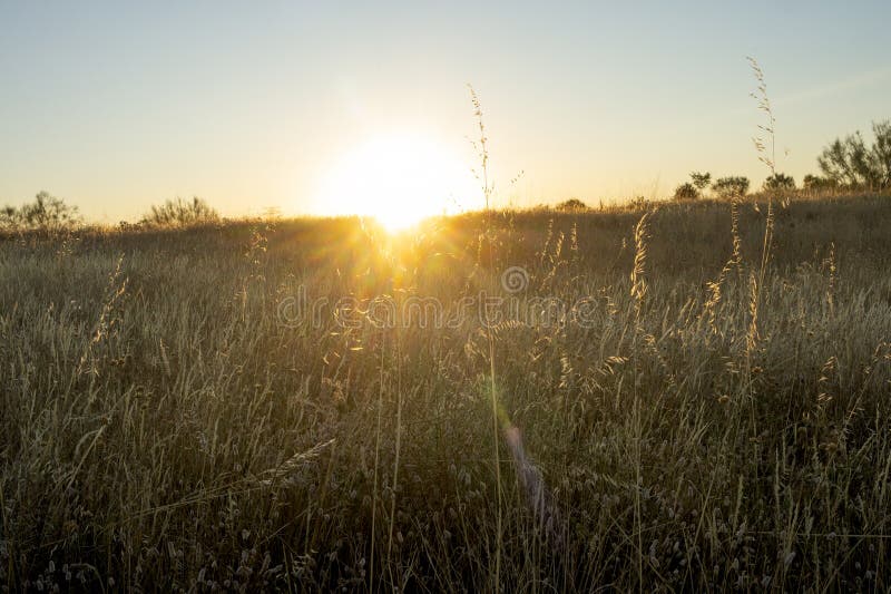 Golden Hour Grasslands: a Sun-drenched Field of Tall Grass at Golden ...