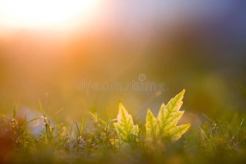 Golden Hour Leaf Grass Fall Stock Image - Image of nature, commodity ...