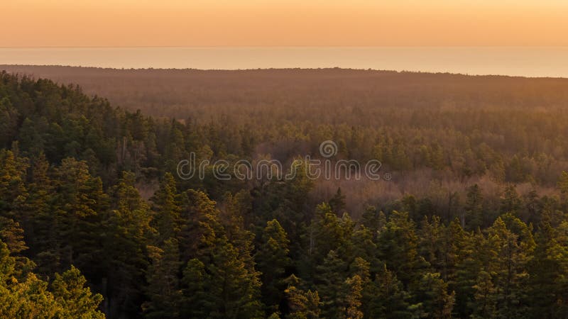 Golden Hour Magic: Pine Trees by the Ocean Stock Photo - Image of magic ...