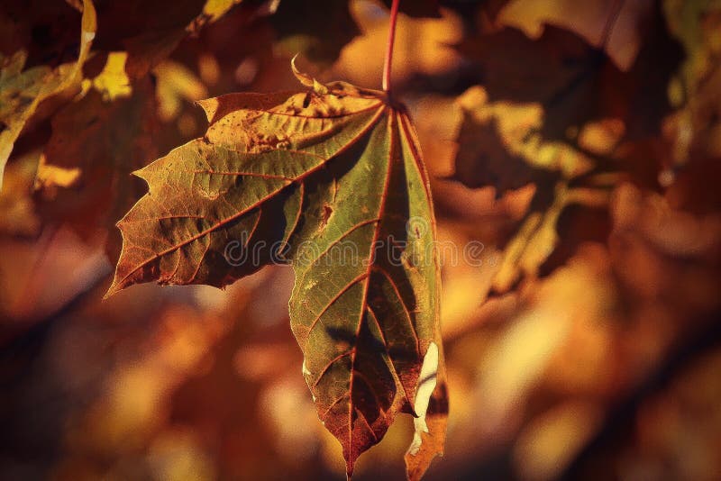 Golden Hour stock image. Image of lone, dying, hour, single - 94041597