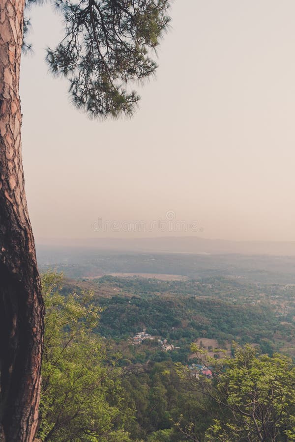 Golden Hour in the Mountains - Pine Tree in Foreground - Empty Space ...
