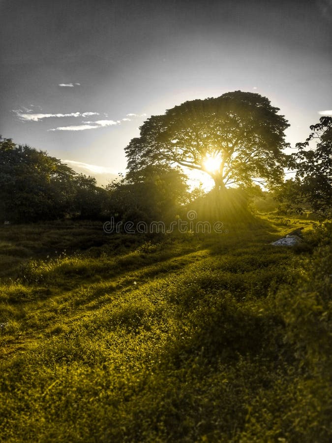 Golden Hour of Nature stock image. Image of golden, hour - 182354593