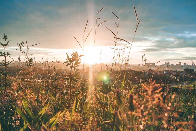Golden Hour Photography Of Grass Field Picture. Image: 109928101