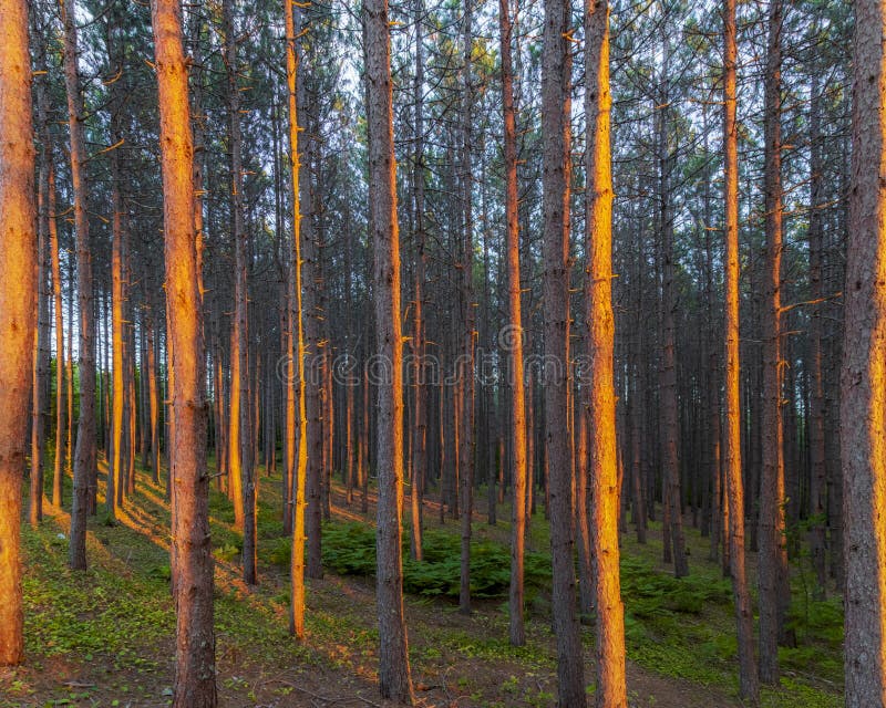 Golden hour in pine forest stock photo. Image of leaf - 206817122