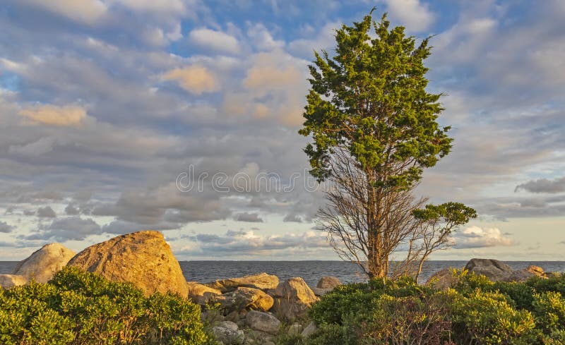 Golden Hour Pine Tree Overlooking Ocean Landscape Stock Photo - Image ...