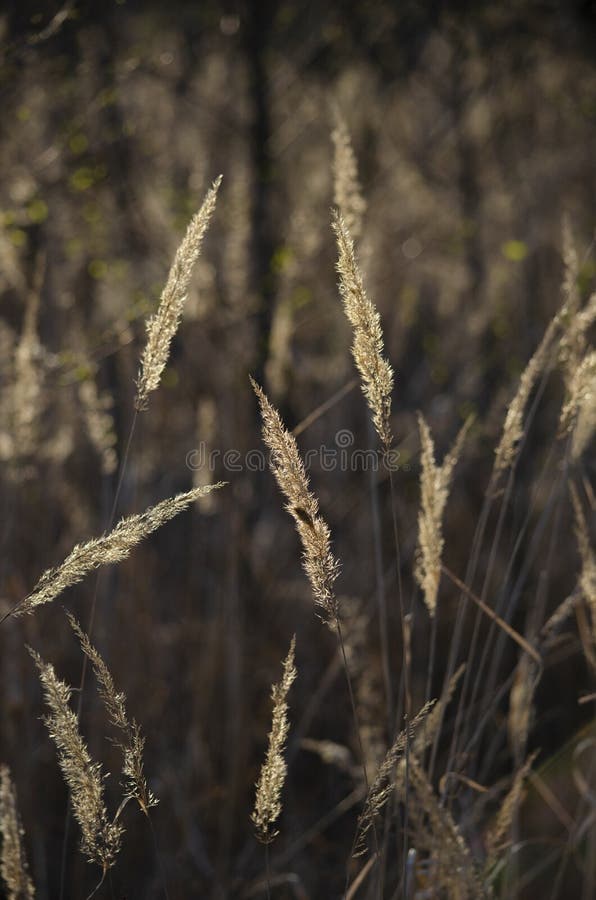 Golden Hour Plants Vertical Size Stock Photo - Image of sunlight ...