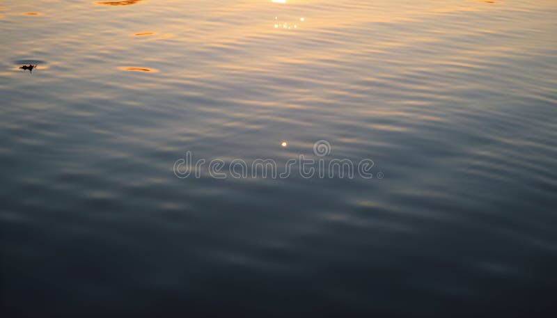 Golden Hour Reflections on Calm Water with a Leaf Stock Illustration ...