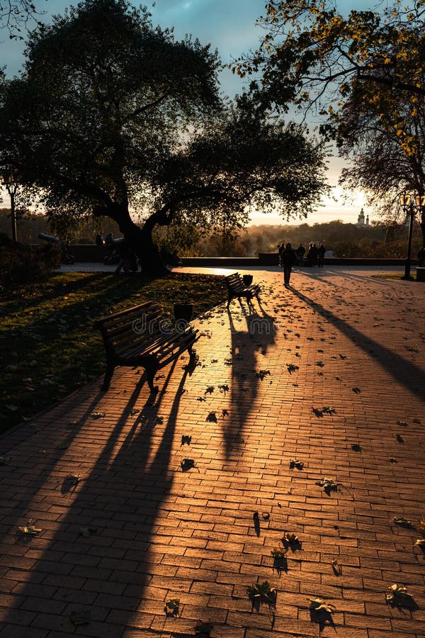 Golden Hour Shadows in Autumn Park with Tree and Bench Stock Image ...