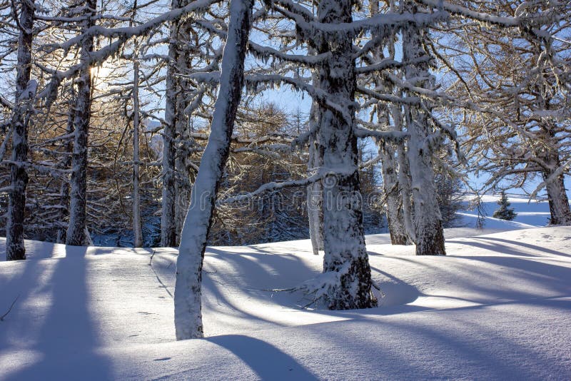 Golden Hour in a Snowy Forest Stock Photo - Image of frost, park: 266321008