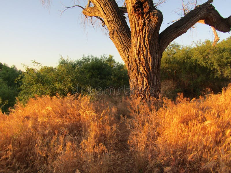 Golden hour tree and grass stock image. Image of daybreak - 183352461