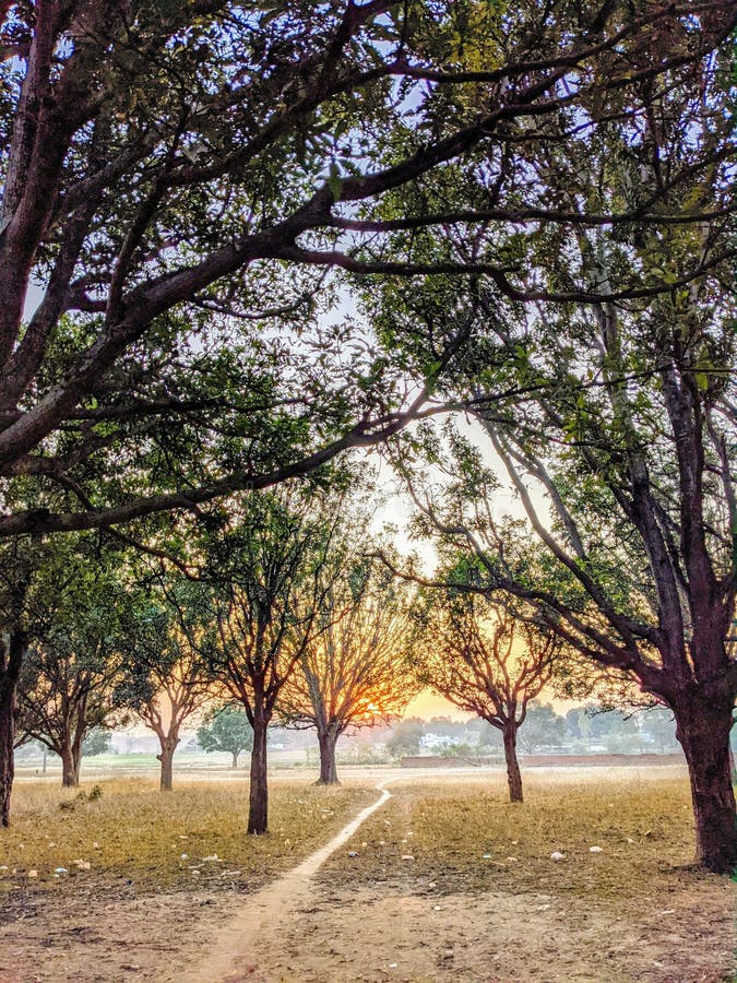 Golden Hours Sunset in a Forest Stock Photo - Image of leaves, golden ...