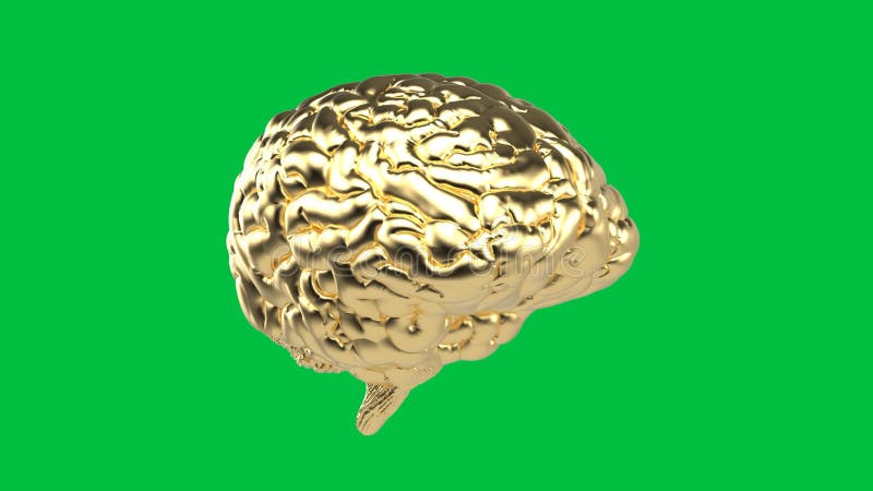 Human Brain on Green Screen Stock Footage - Video of brain, cerebral ...