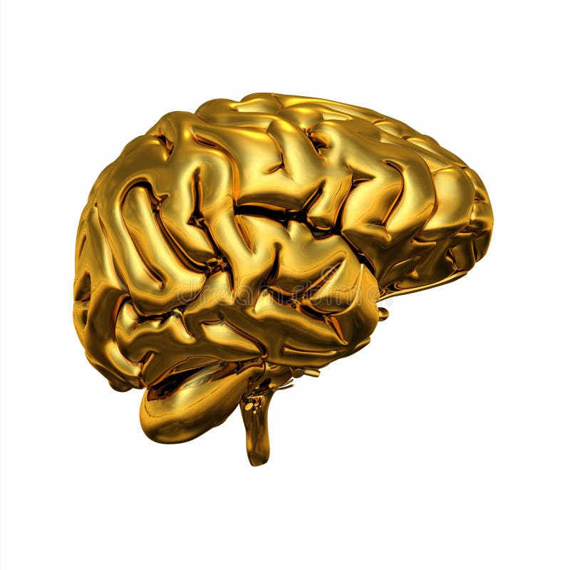 Golden human brain stock illustration. Illustration of cortex - 30425599